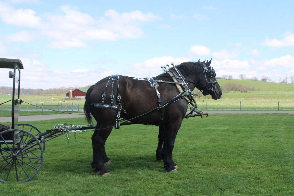 Beautiful Team Percheron Geldings
