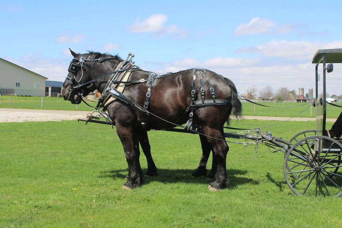 Beautiful Team Percheron Geldings