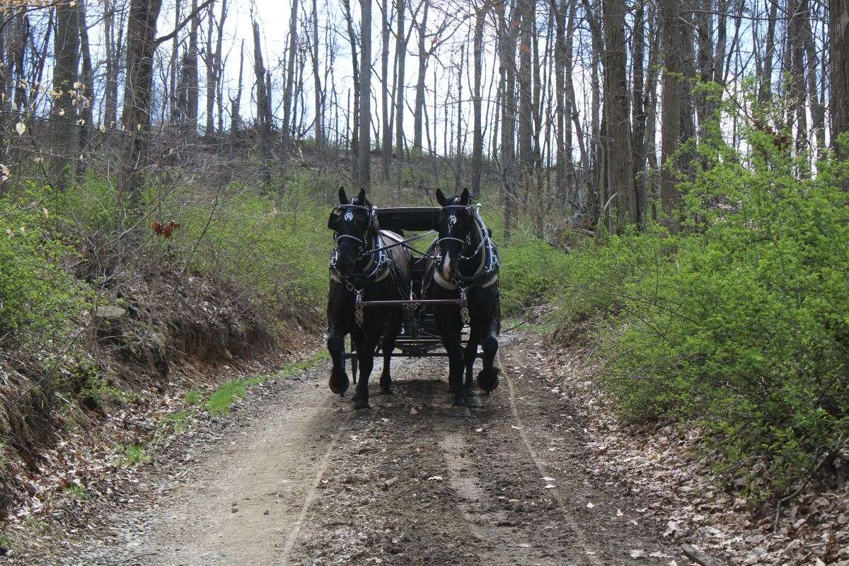 Beautiful Team Percheron Geldings