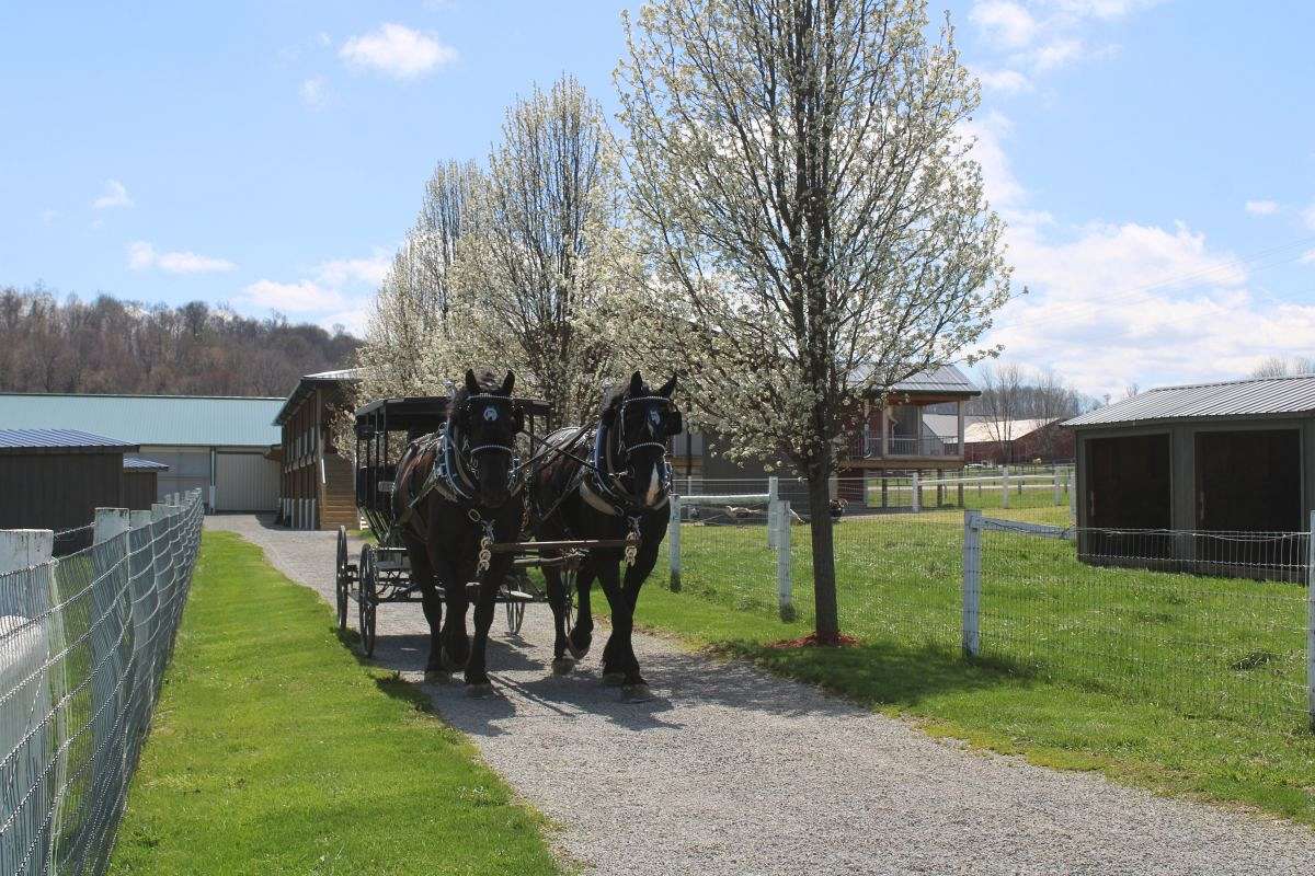 Beautiful Team Percheron Geldings