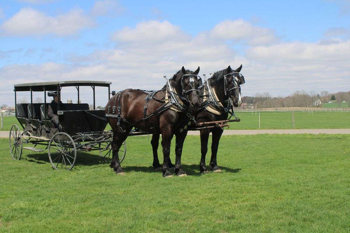 Beautiful Team Percheron Geldings