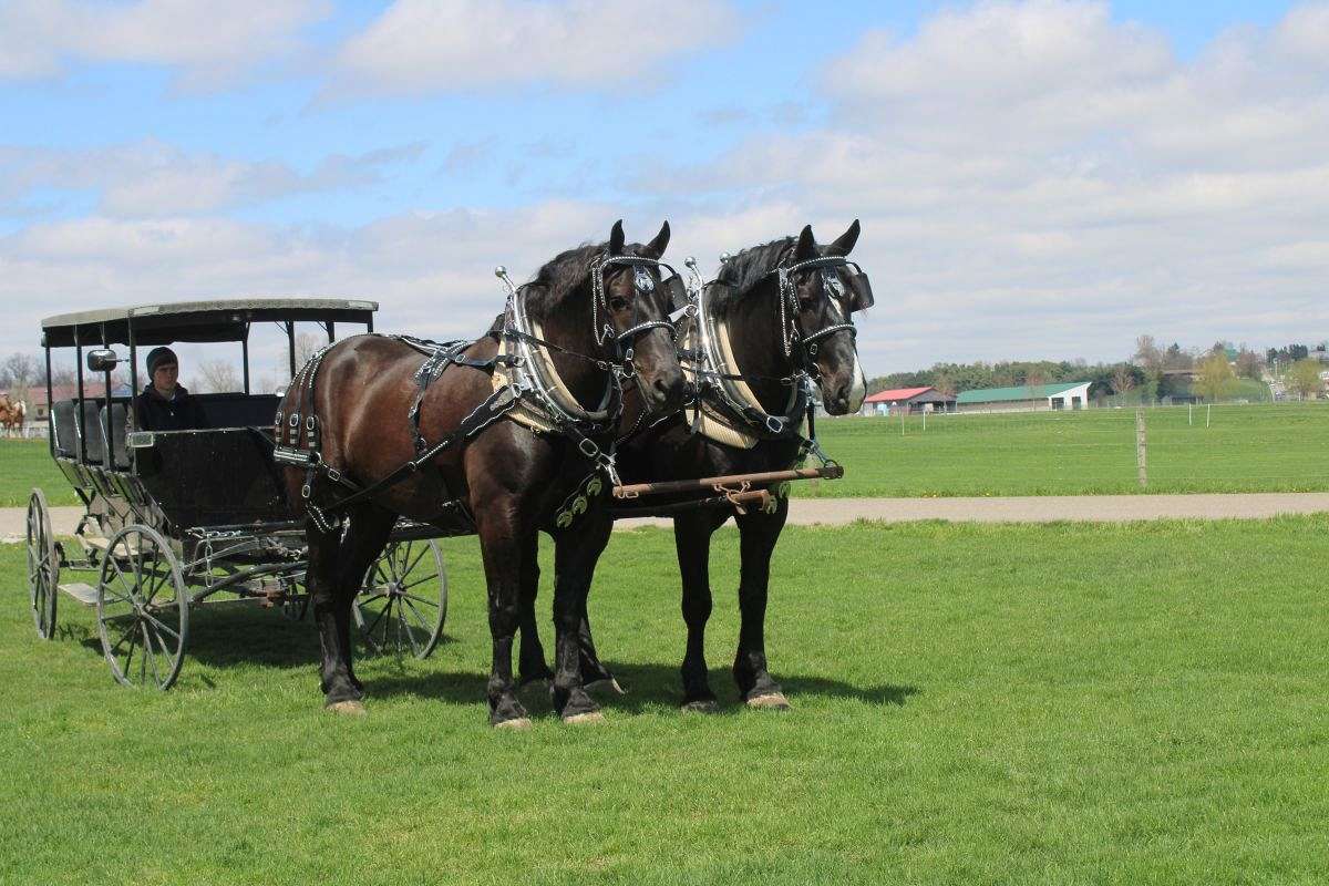 Beautiful Team Percheron Geldings