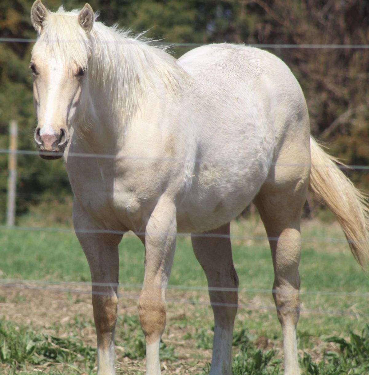 AQHA Pitzer Bred Filly With a Shot of Foundation, Lots of Chrome