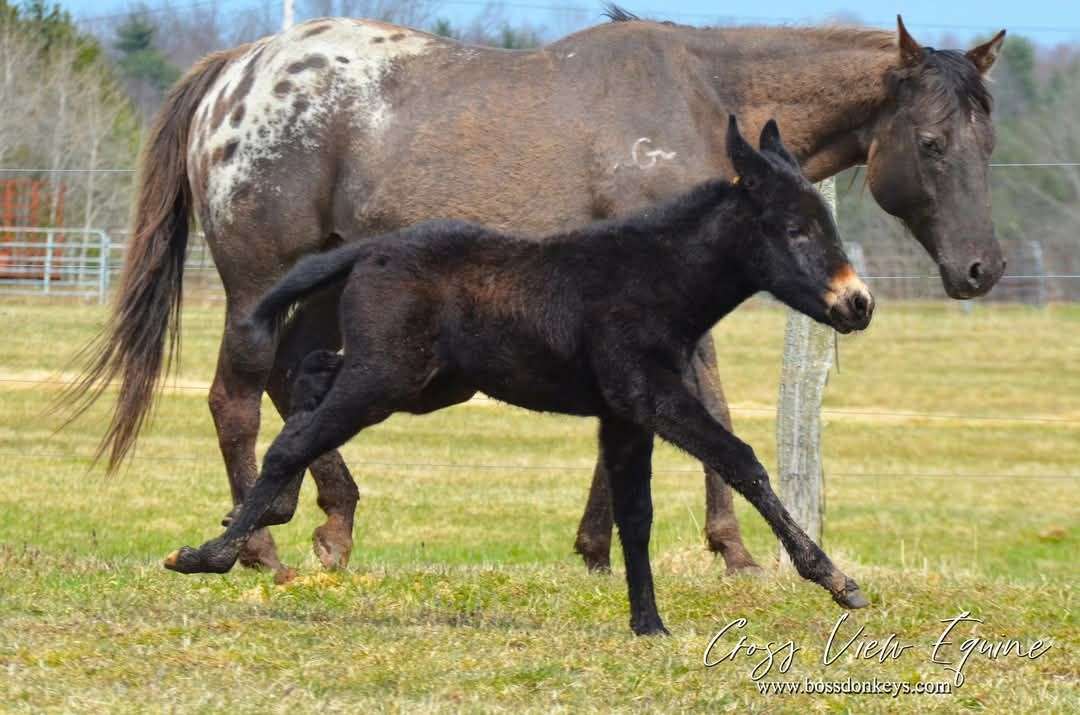 Black Appaloosa Molly Mule Foal