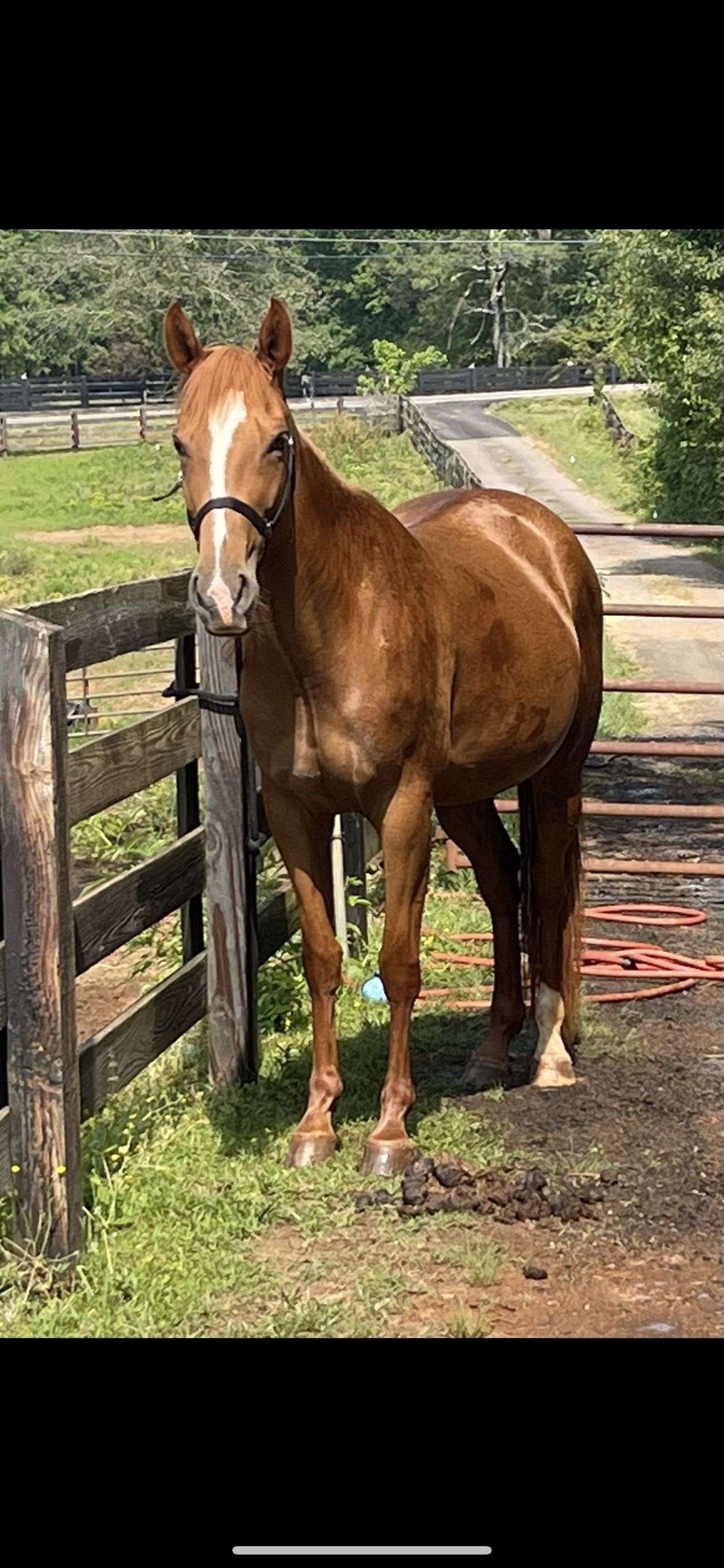 9 Year Old AQHA Mare