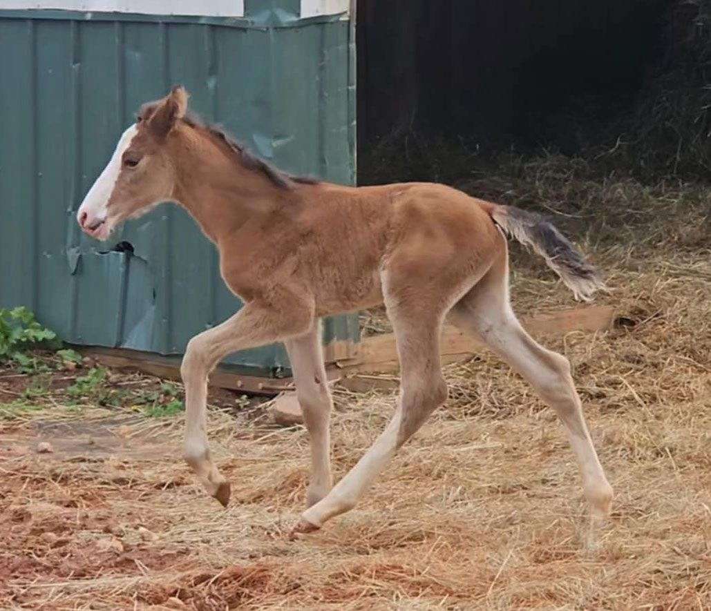 Bay Sabino Colt by the Tennessee Stud and Out of 16.2h Mare