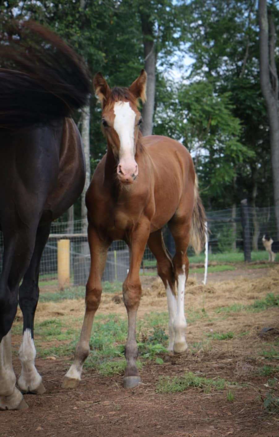 Bay Sabino Colt by the Tennessee Stud and Out of 16.2h Mare