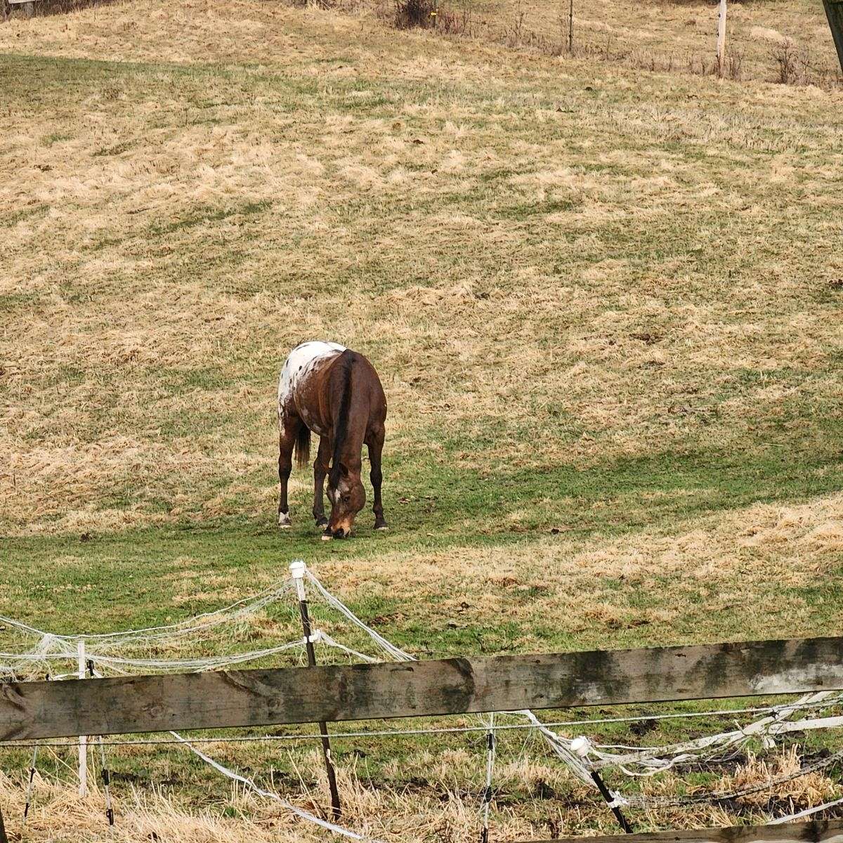 Registered Appaloosa Gelding