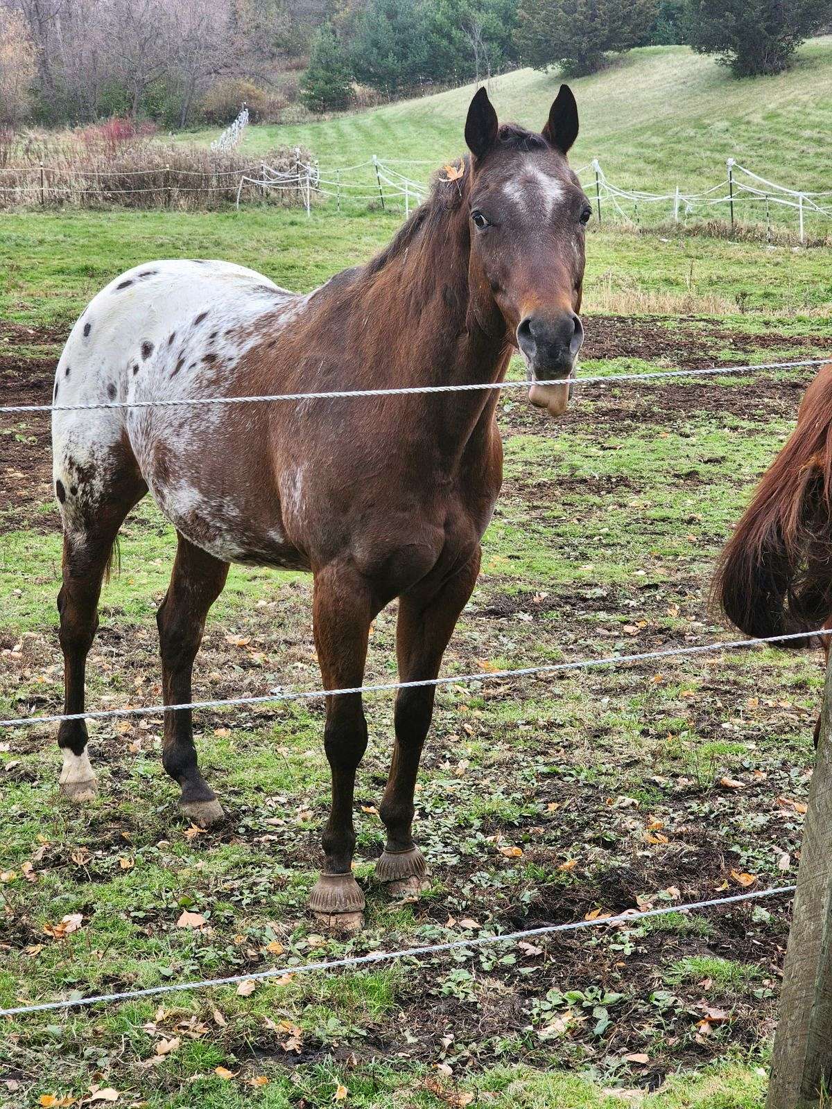 Registered Appaloosa Gelding