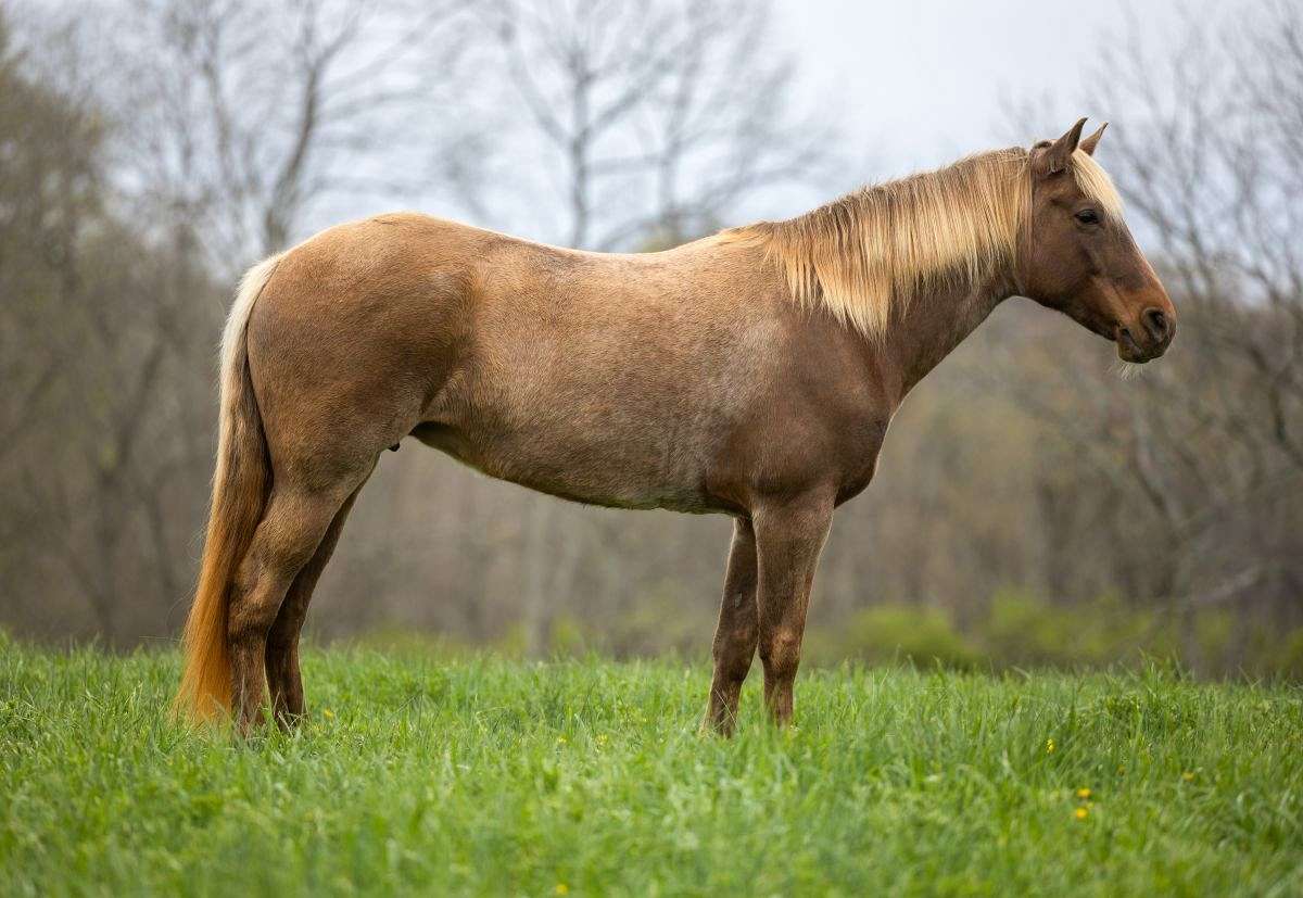 Cinnamon * Beautiful Registered Chocolate Roan Rocky Mountain Mare