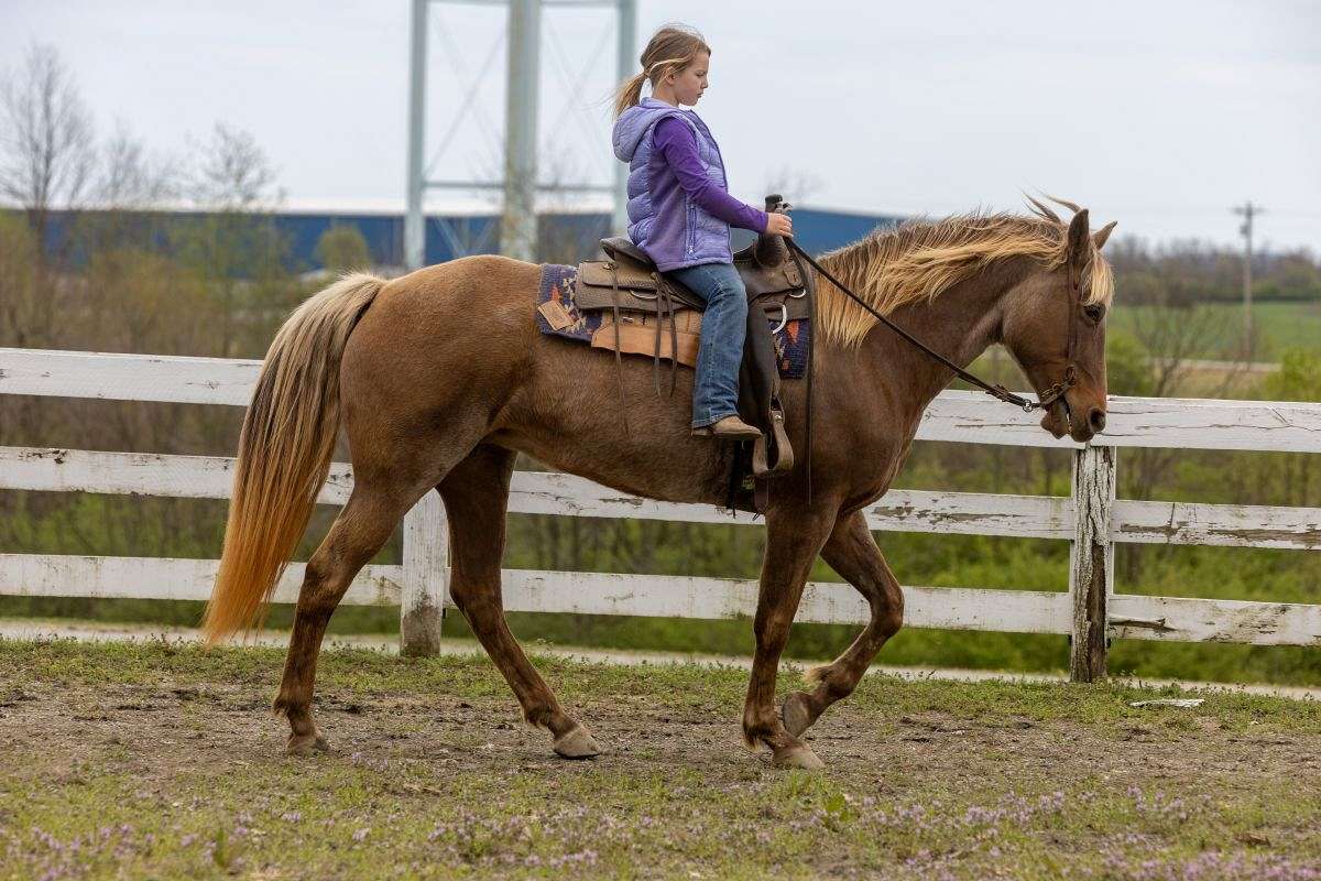 Cinnamon * Beautiful Registered Chocolate Roan Rocky Mountain Mare