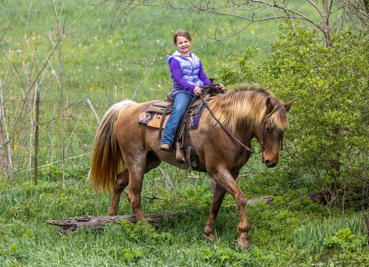 Cinnamon * Beautiful Registered Chocolate Roan Rocky Mountain Mare