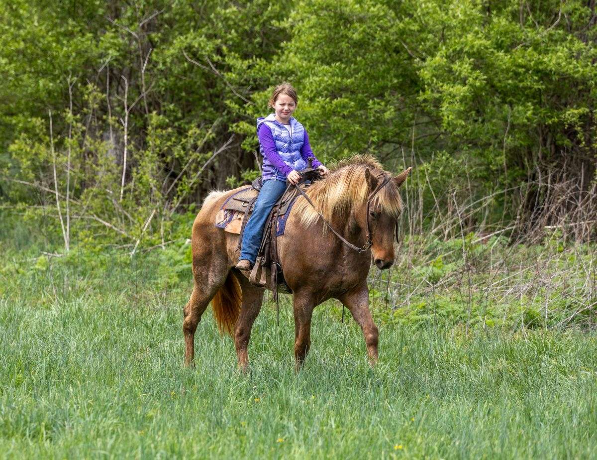 Cinnamon * Beautiful Registered Chocolate Roan Rocky Mountain Mare