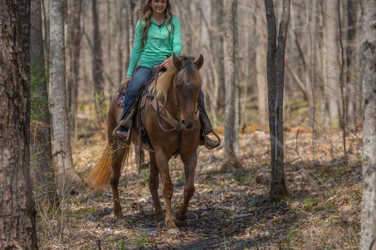Cinnamon * Beautiful Registered Chocolate Roan Rocky Mountain Mare