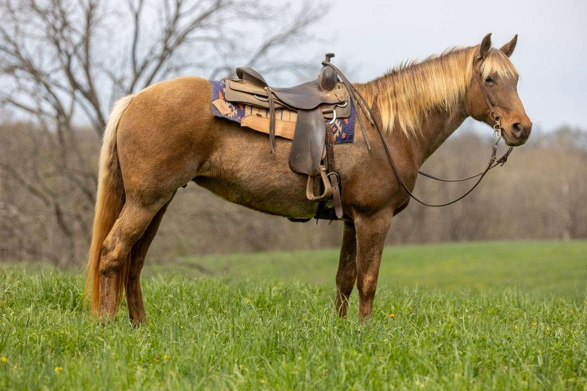 Cinnamon * Beautiful Registered Chocolate Roan Rocky Mountain Mare