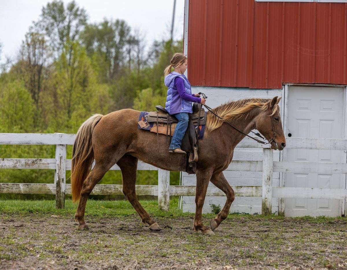 Cinnamon * Beautiful Registered Chocolate Roan Rocky Mountain Mare