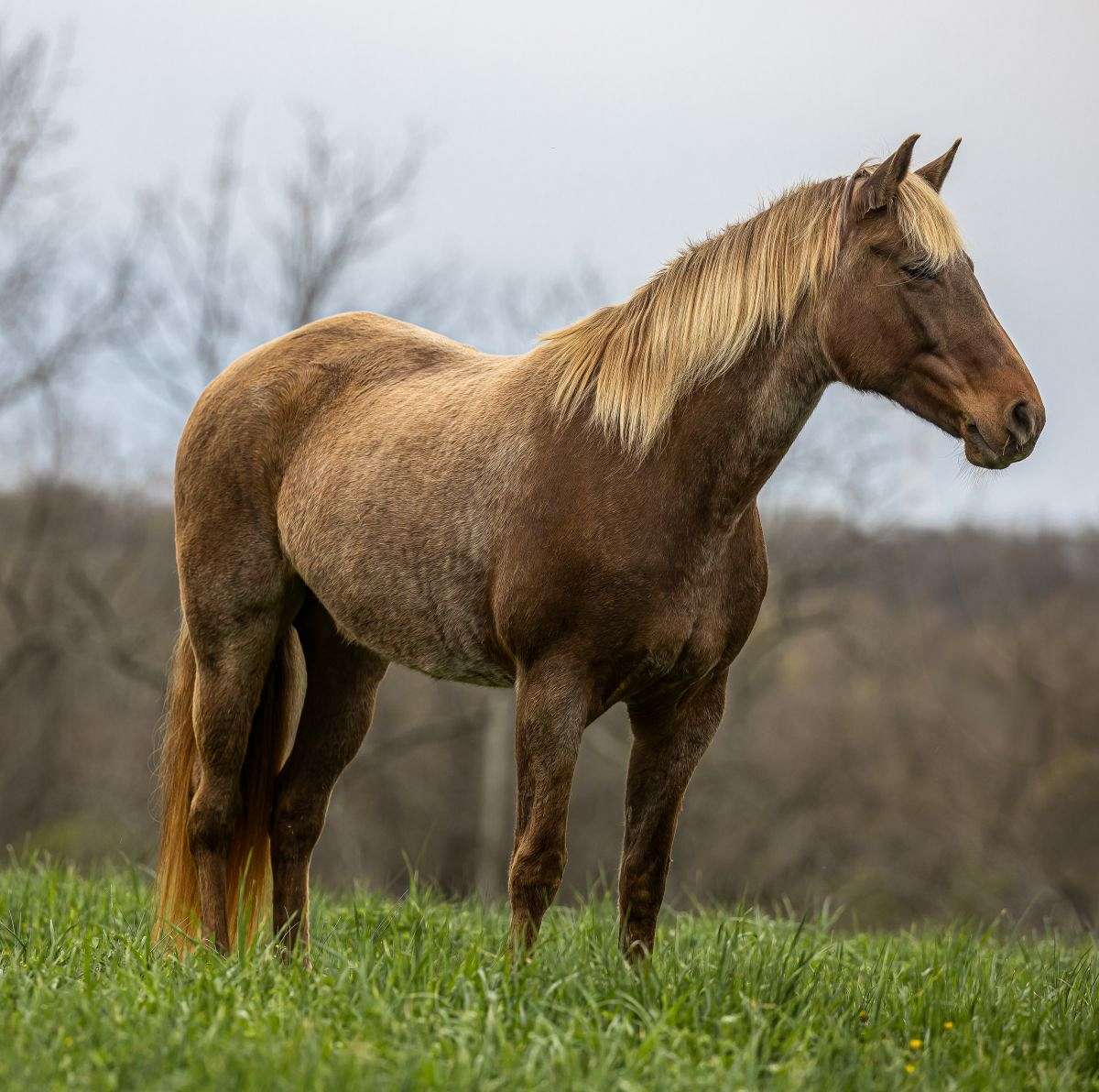 Cinnamon * Beautiful Registered Chocolate Roan Rocky Mountain Mare