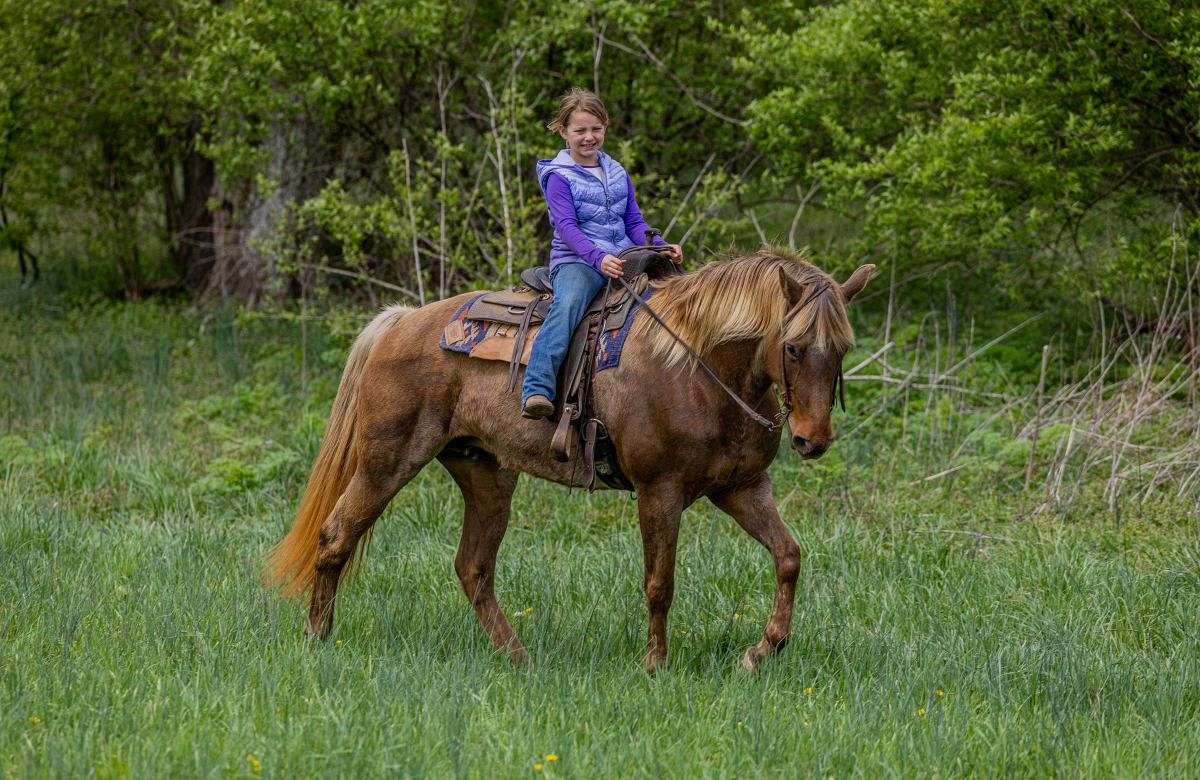 Cinnamon * Beautiful Registered Chocolate Roan Rocky Mountain Mare