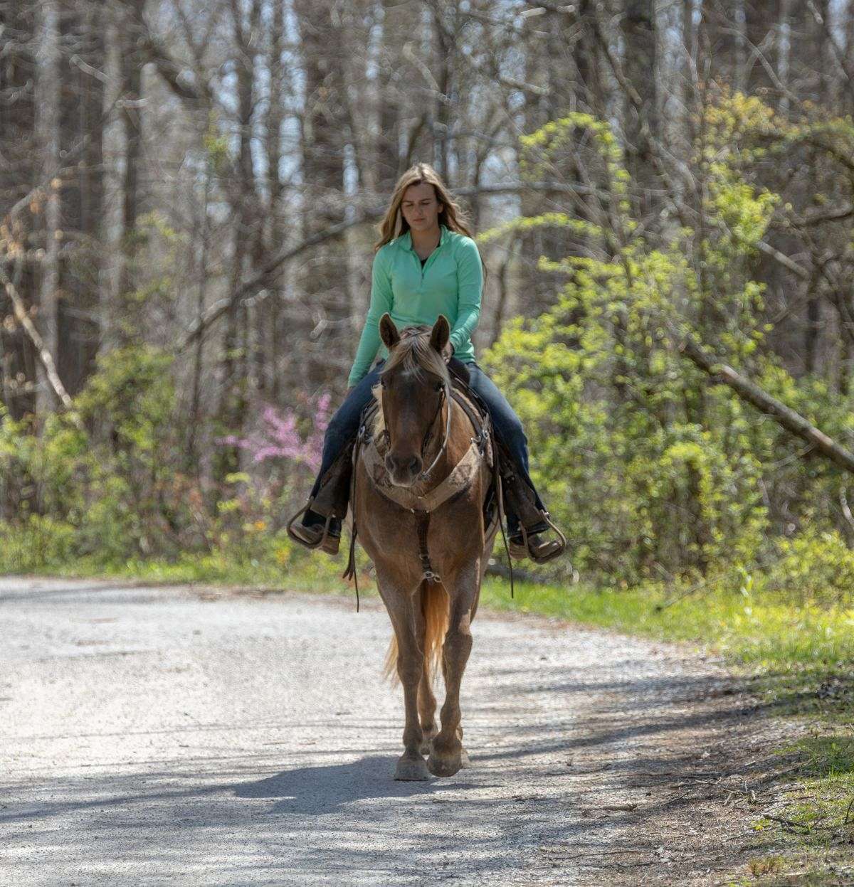 Cinnamon * Beautiful Registered Chocolate Roan Rocky Mountain Mare