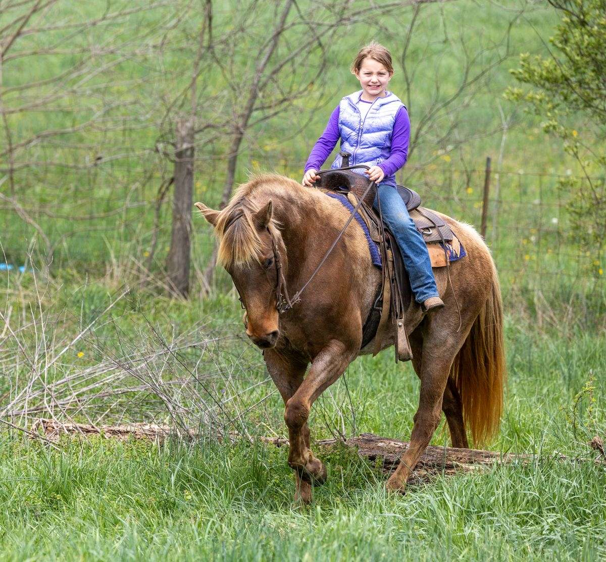 Cinnamon * Beautiful Registered Chocolate Roan Rocky Mountain Mare