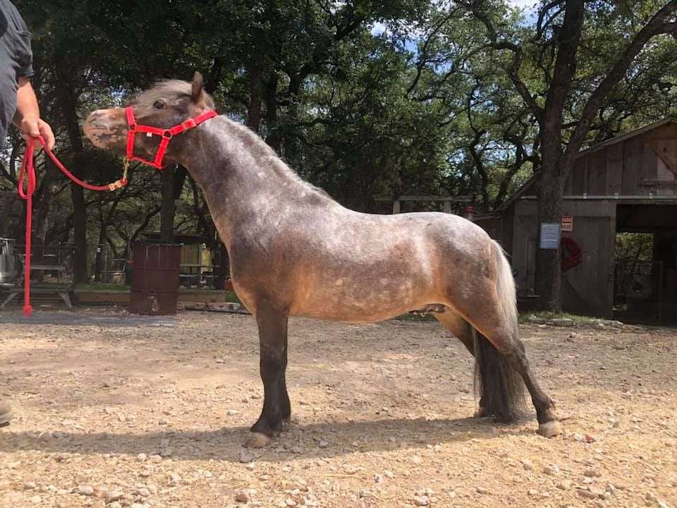Handsome Appy Stallion