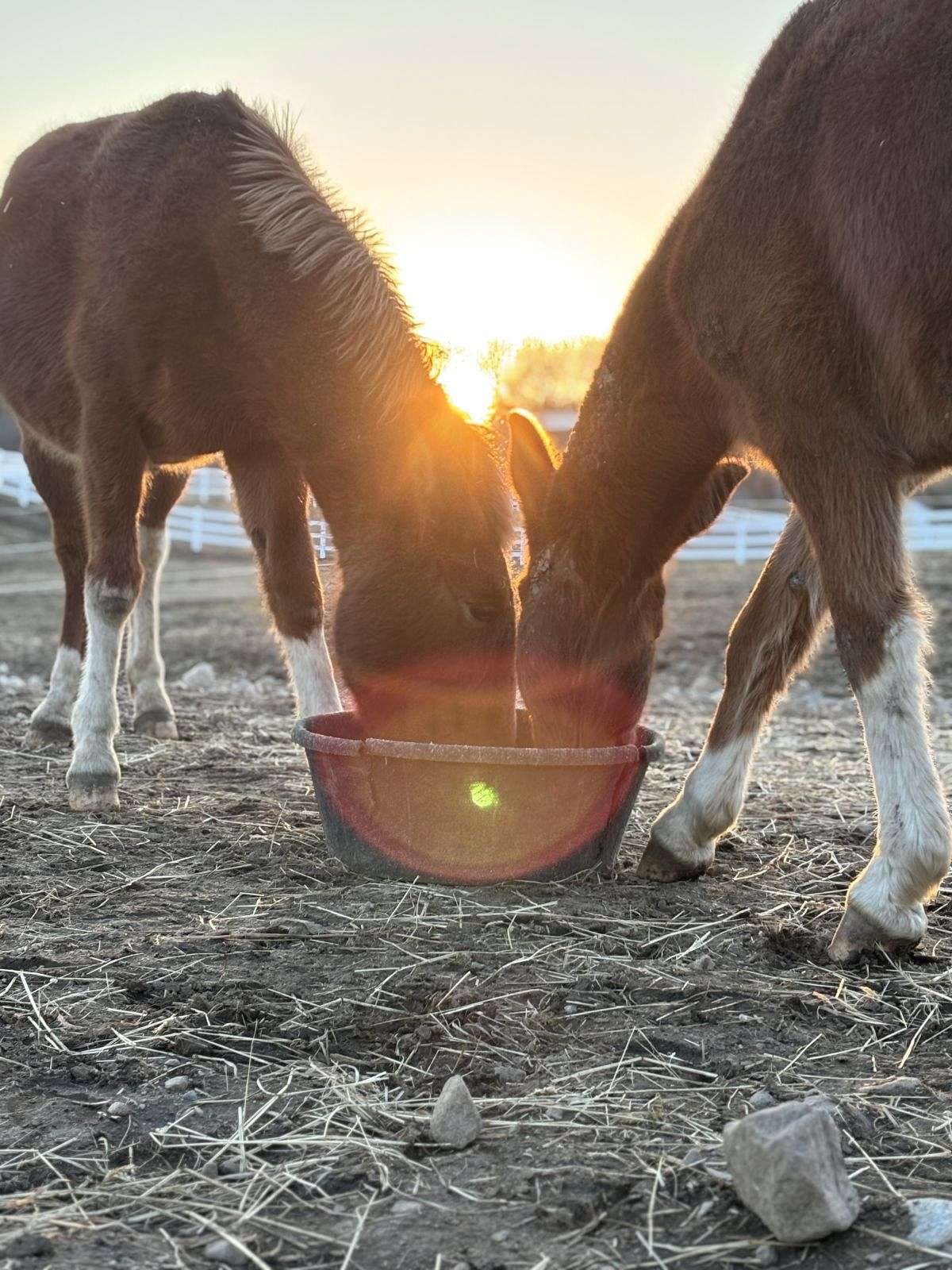 Bonded Pair of Mules