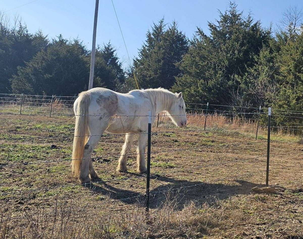 Gypsy Vanner Cross Gelding