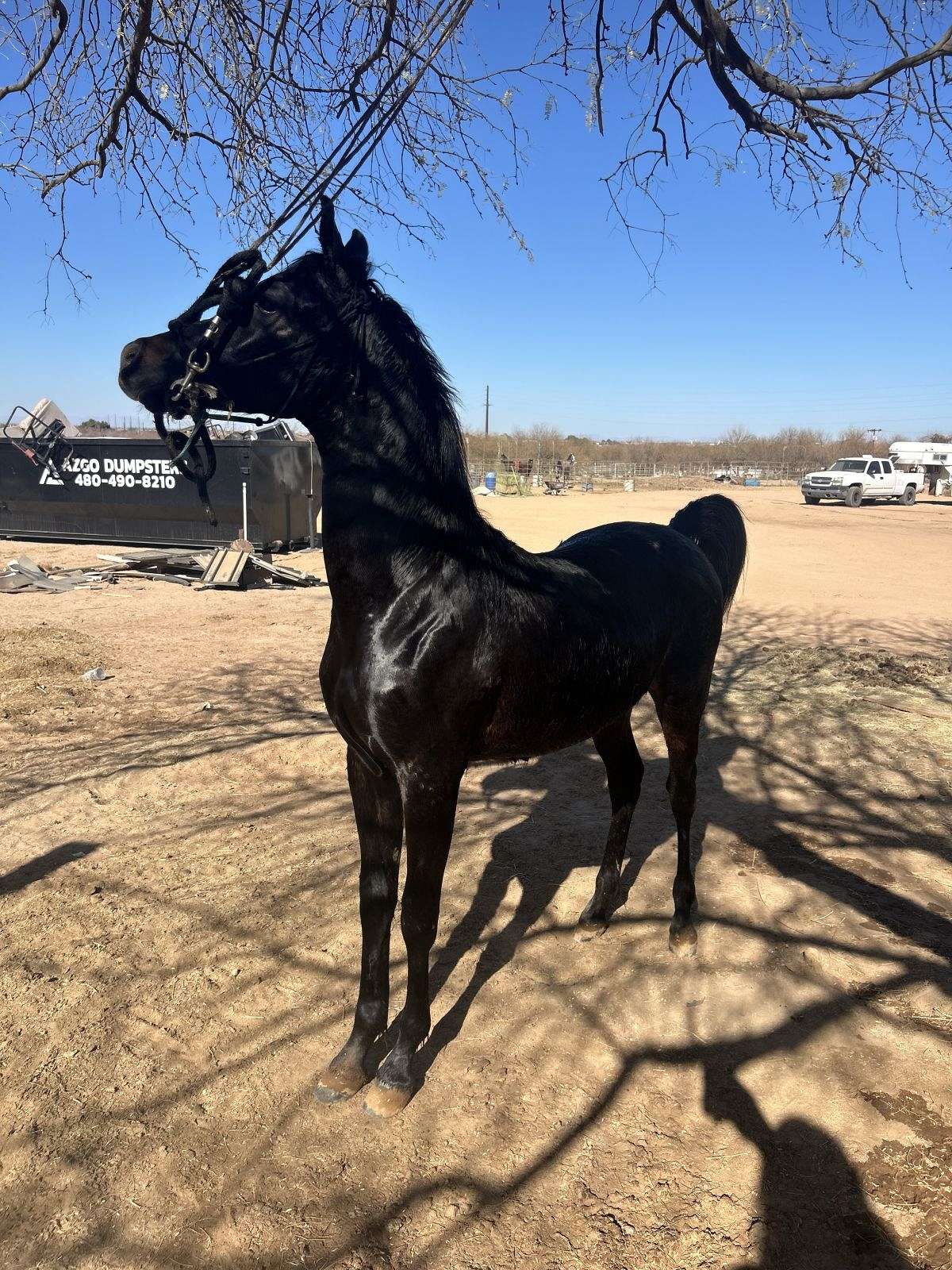 Arabian Colt
