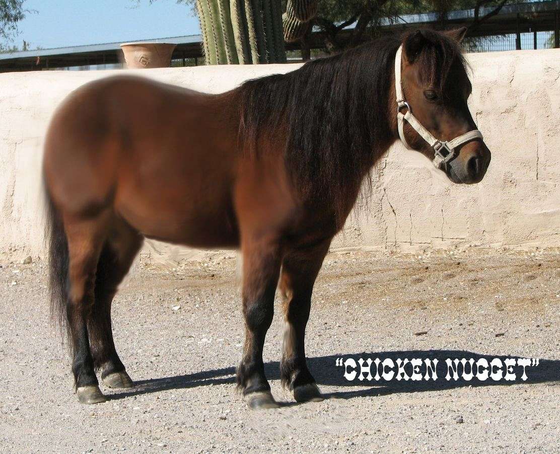 "Chicken Nugget" 33" Bay Mini Pony Gelding Superstar Kid Pony!
