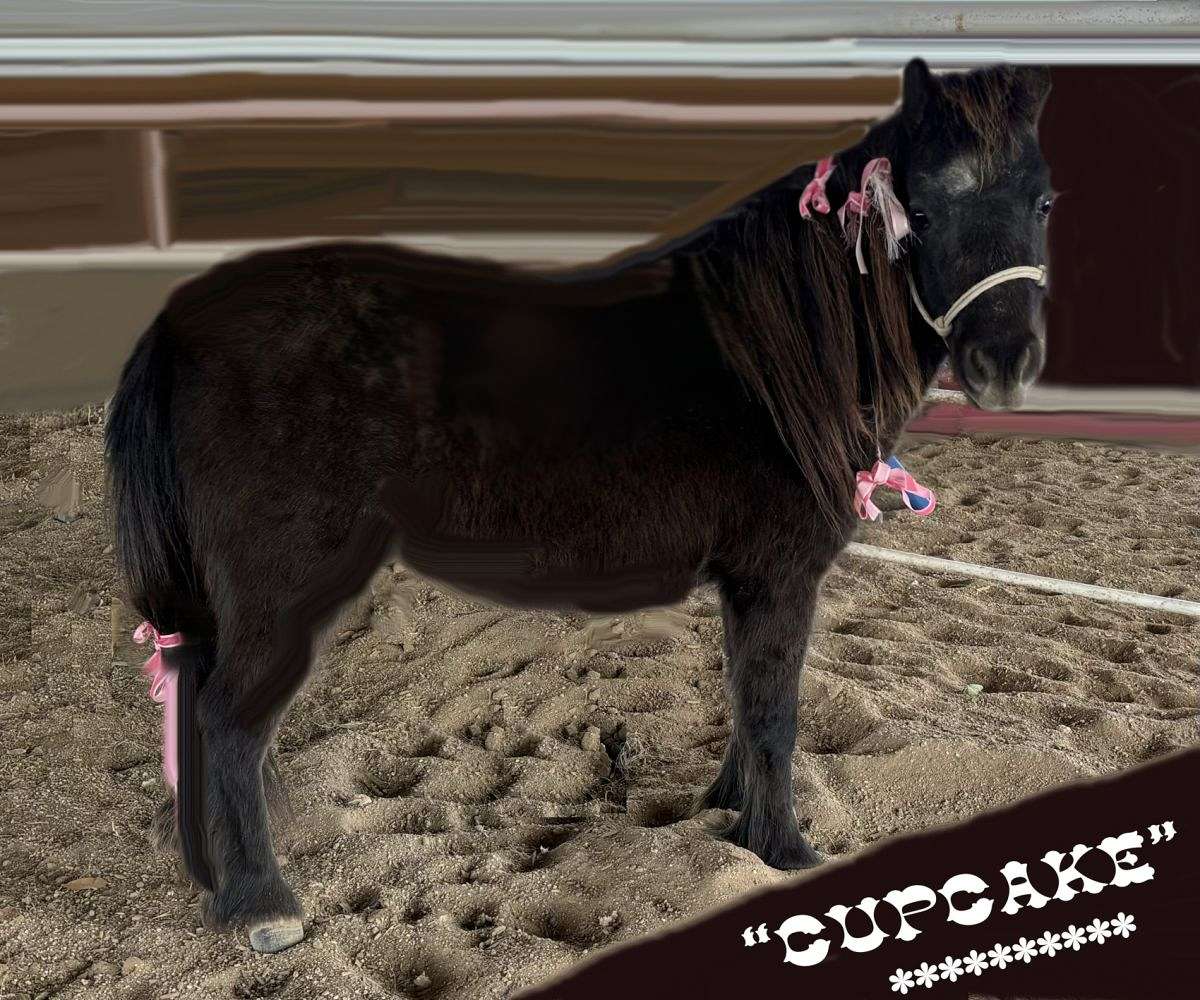 "Cupcake" 30" Black 2022 Mini Mare Adorable*Safe Kid Friendly*Super Cute