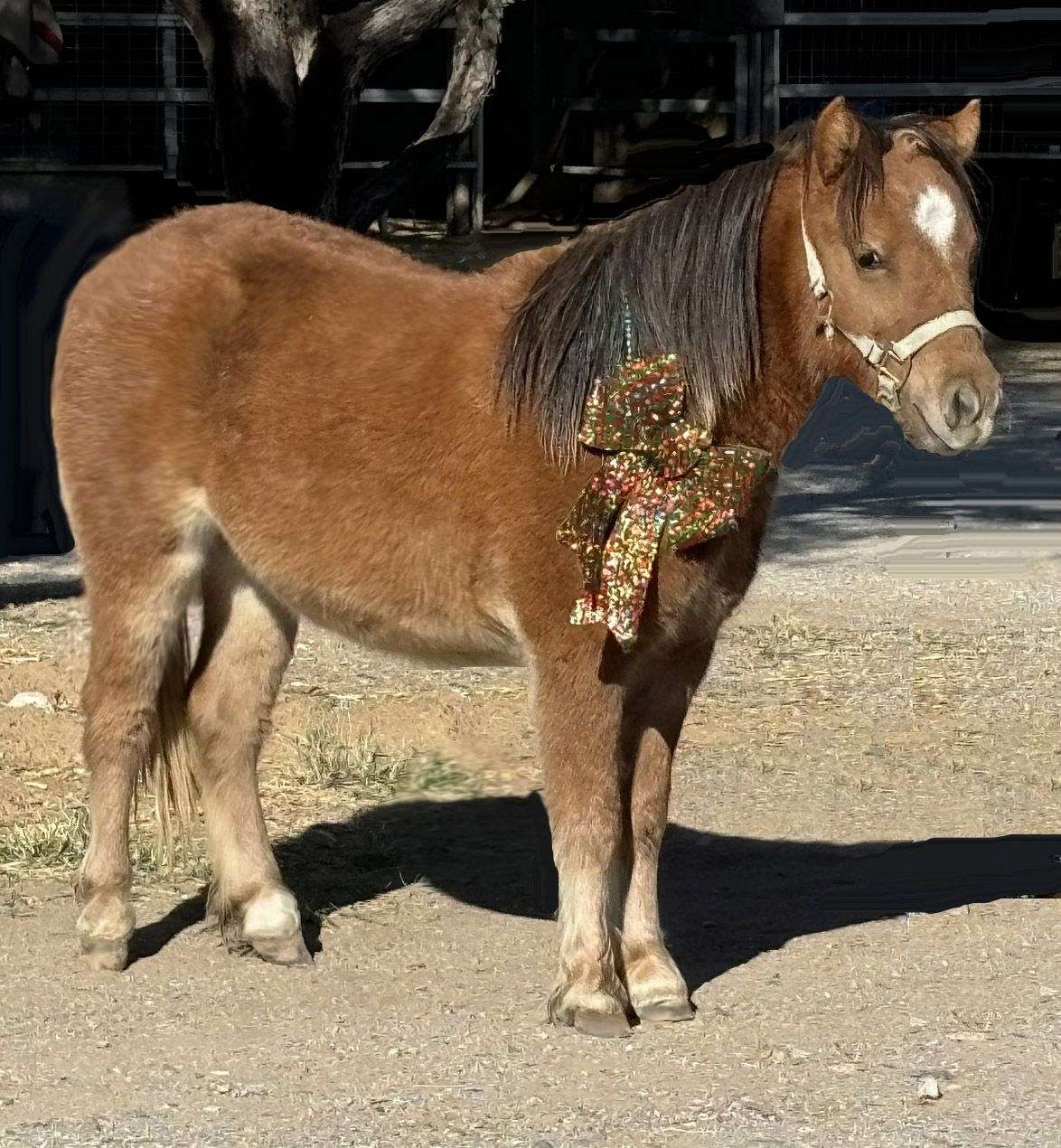 "Zoom" 32" Bay Miniature Mare Adorable-Fun-Friendly
