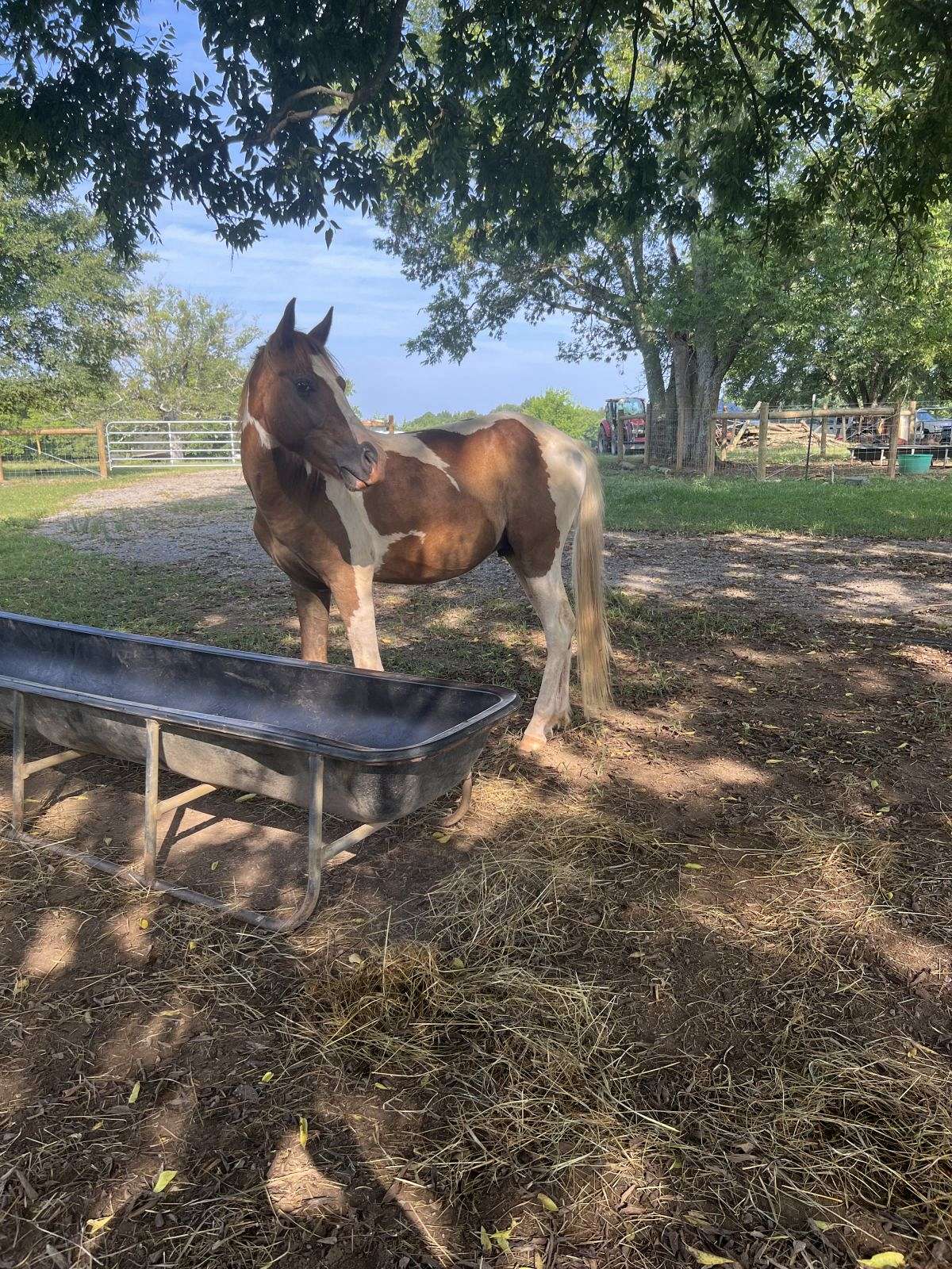 Island Born Chincoteague Pony Gelding