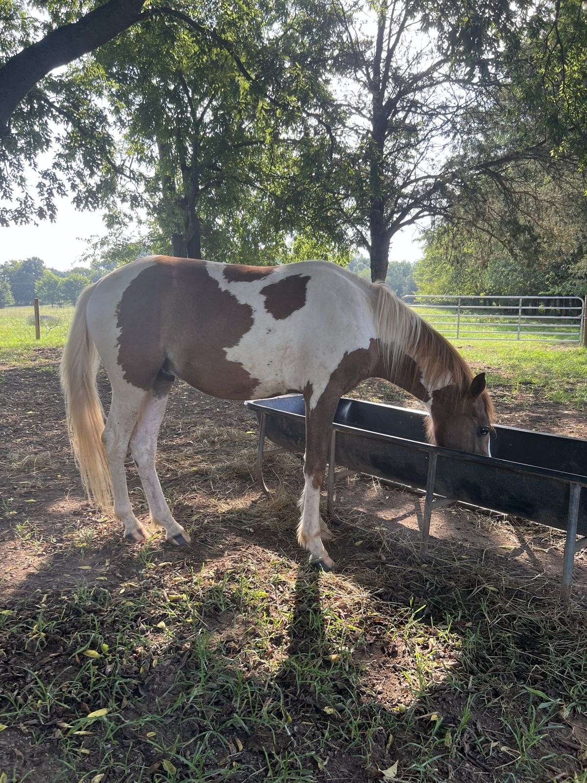 Island Born Chincoteague Pony Gelding