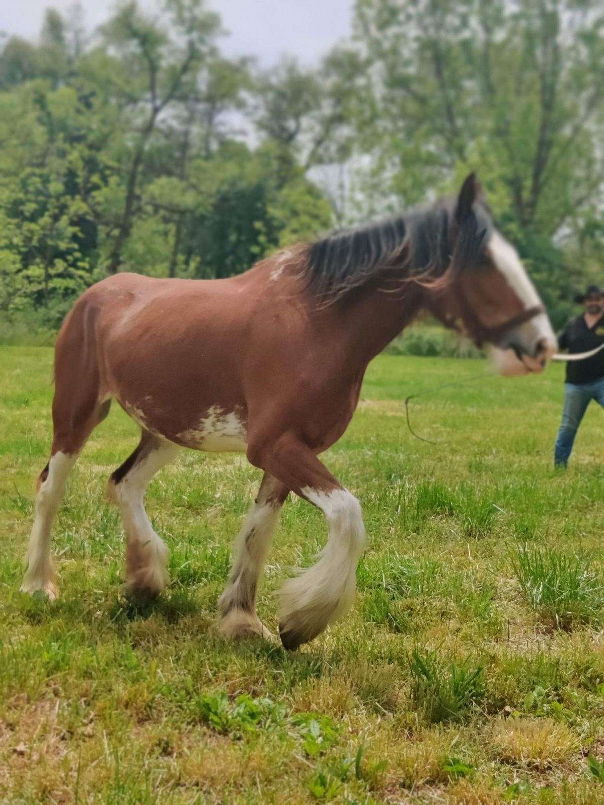 Starlet - Registered Clydesdale