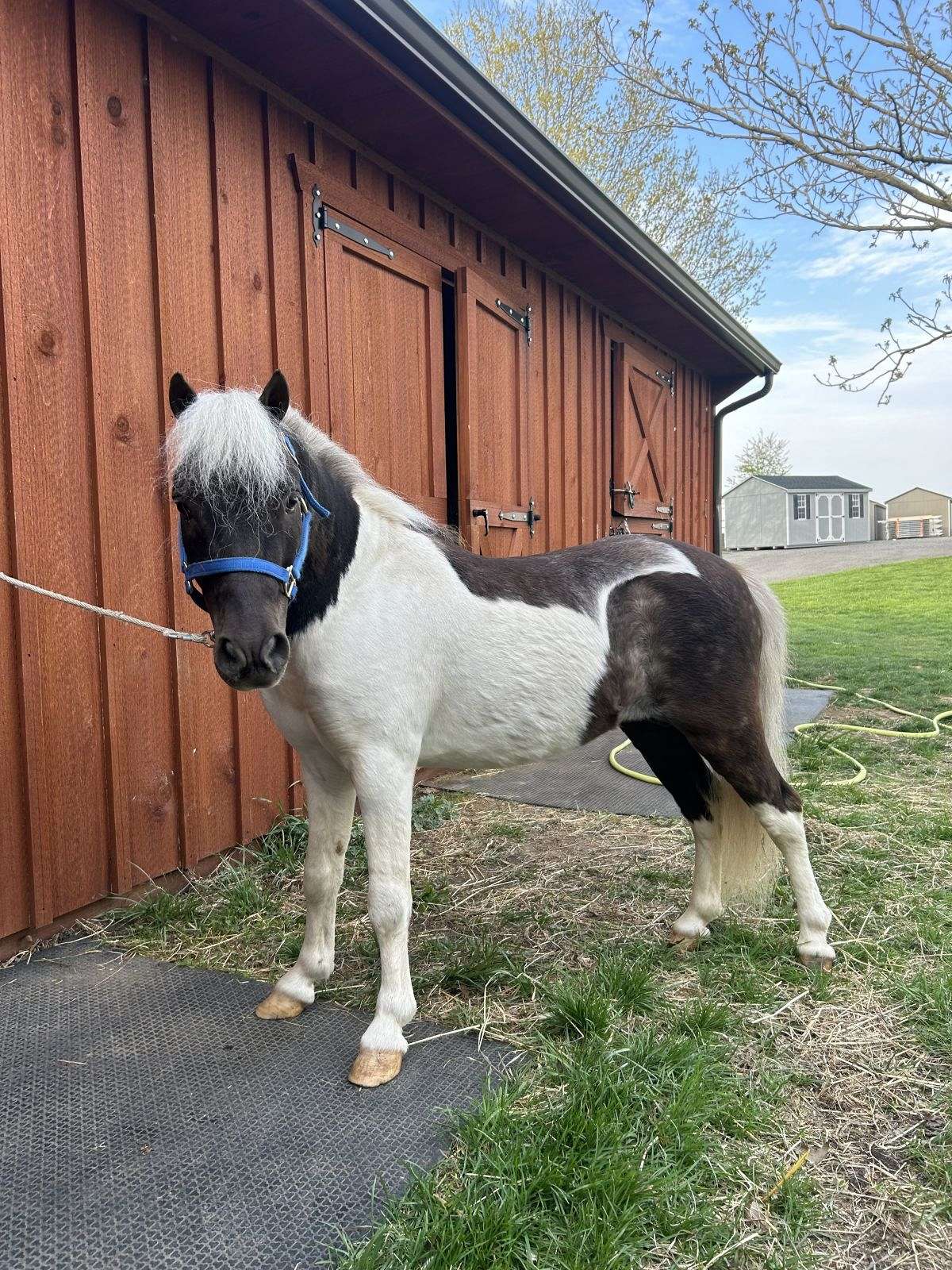 Stud Pony
