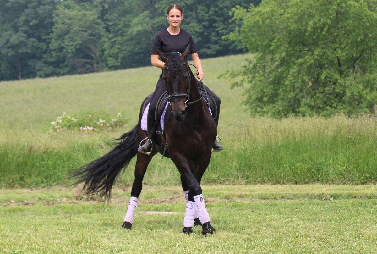 Gorgeous, Gentle, Registered Friesian Mare, Trail Riding, Dressage