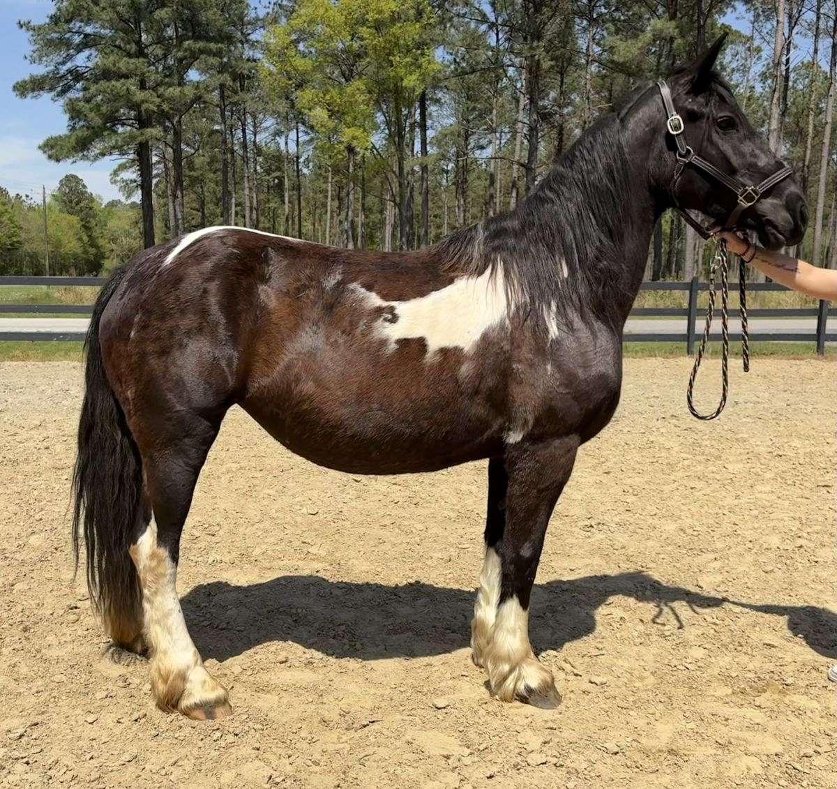 Paint Draft Mare