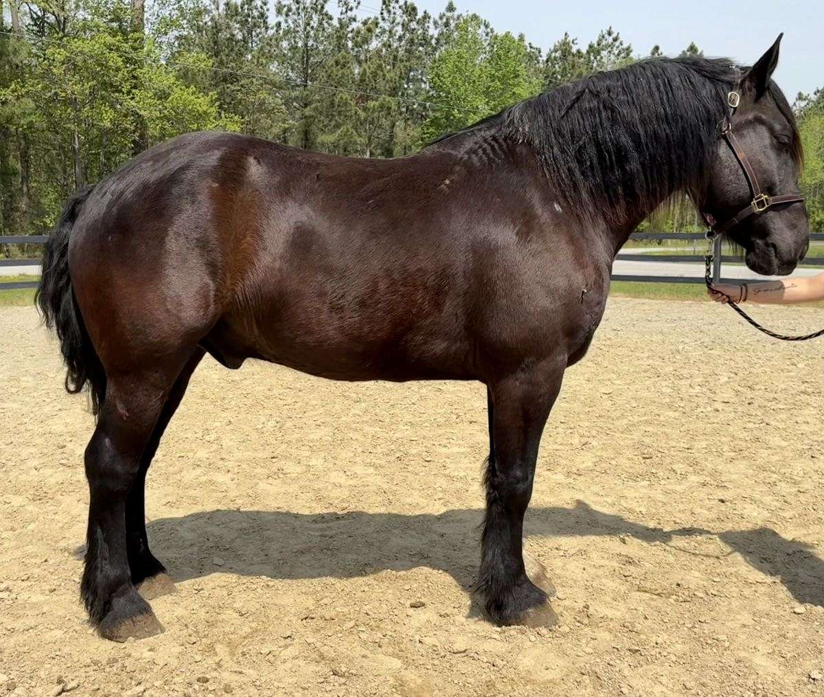 Nice Percheron Gelding