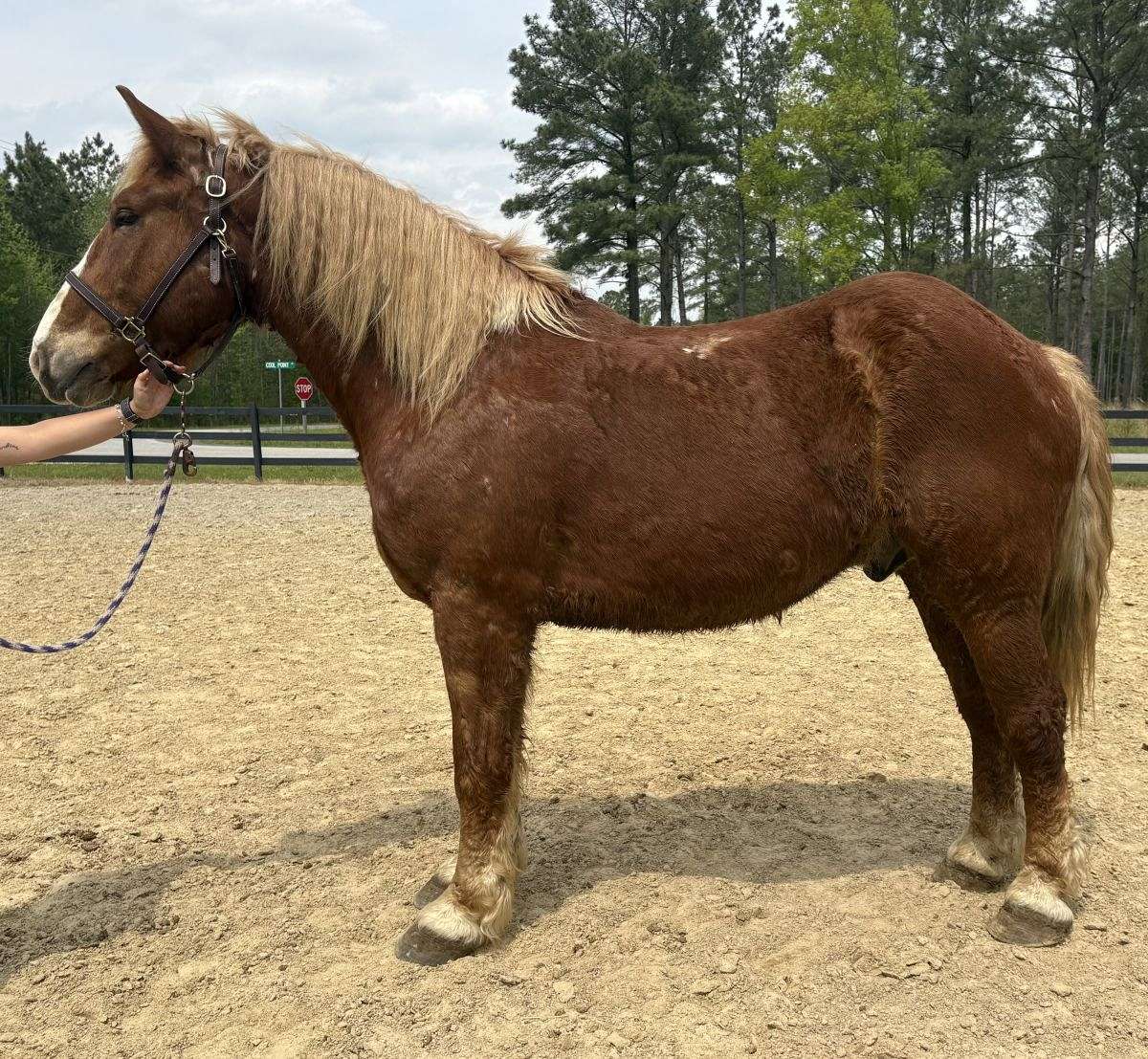 Gentle Belgian Gelding