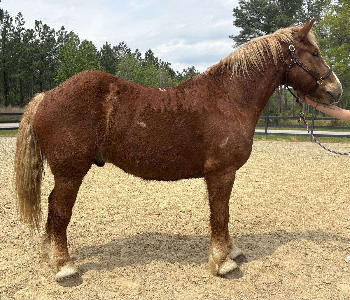 Gentle Belgian Gelding