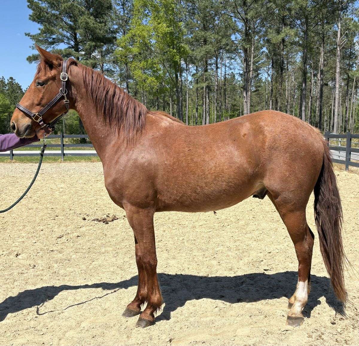 Roan QH Gelding