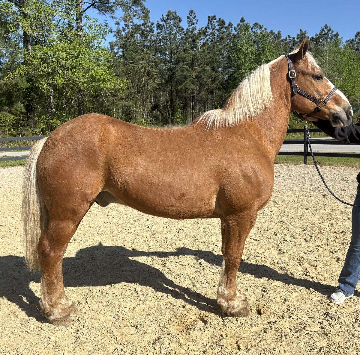 Gentle Haflinger Gelding