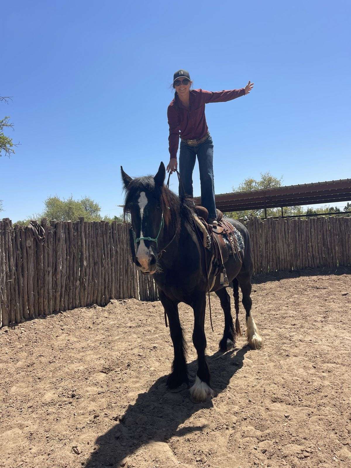 SHIRE Sport Horse Filly
