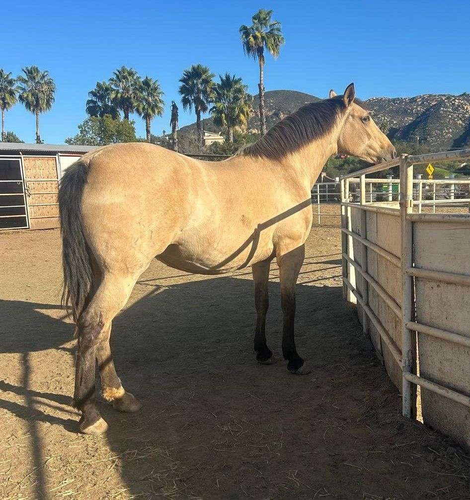 Buckskin Breeding Mare ANCCE Revised...