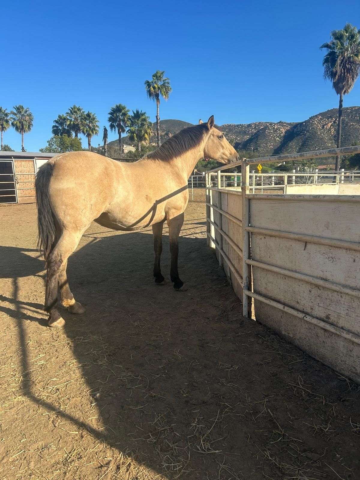 Buckskin Breeding Mare ANCCE Revised...