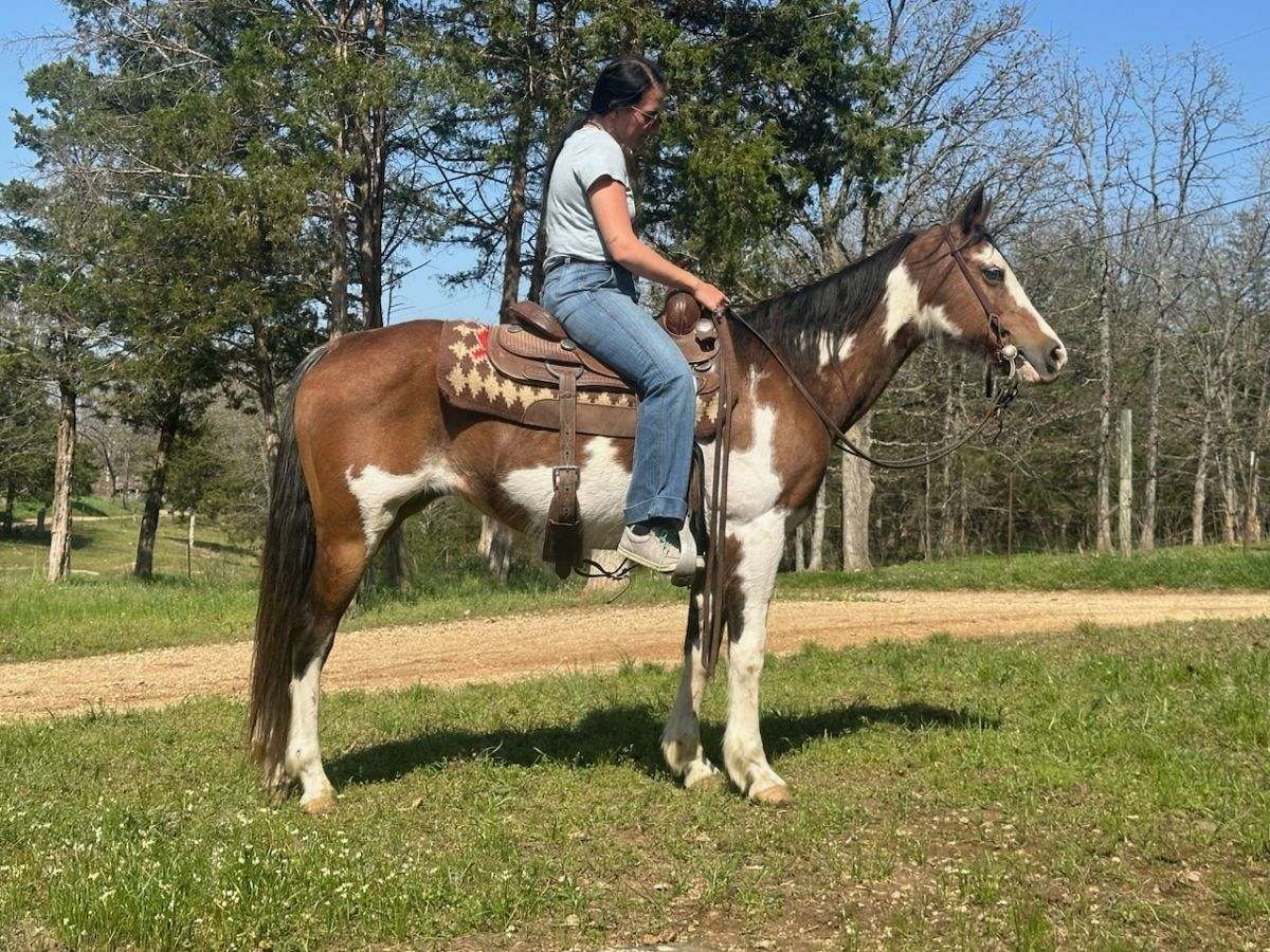 Gentle Trail Mare Broke to Ride - Trisha
