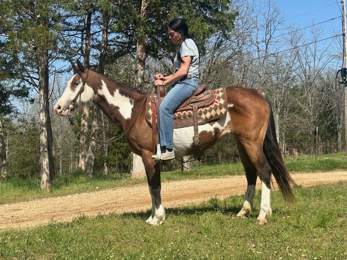 Gentle Trail Mare Broke to Ride - Trisha