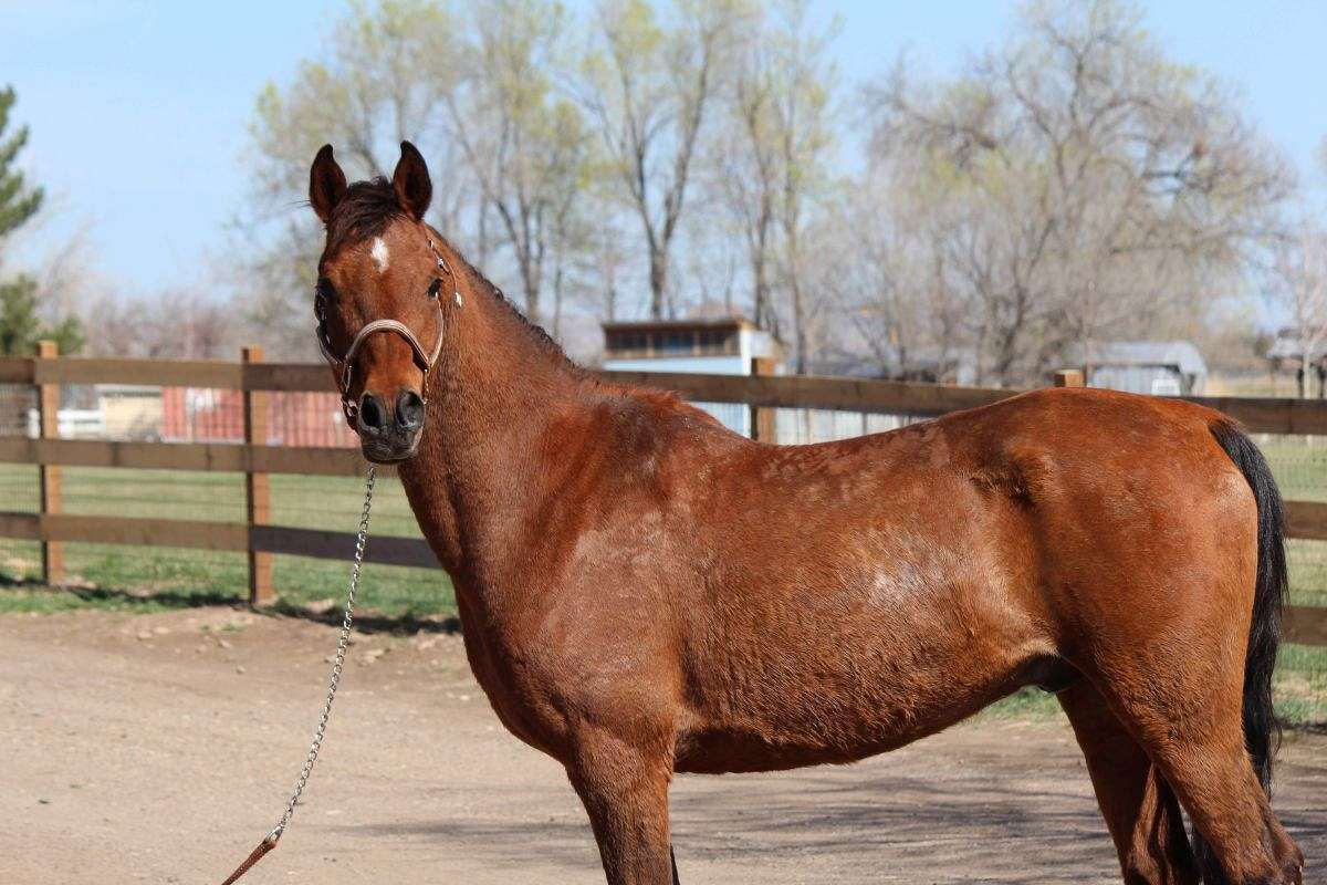 Bobby is a Certified Good Boy!