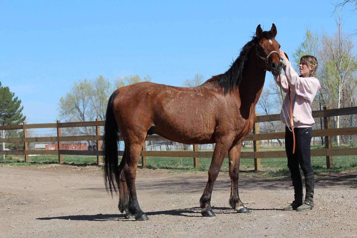 Bobby is a Certified Good Boy!