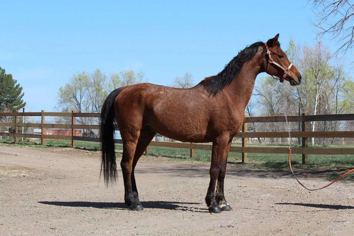 Bobby is a Certified Good Boy!